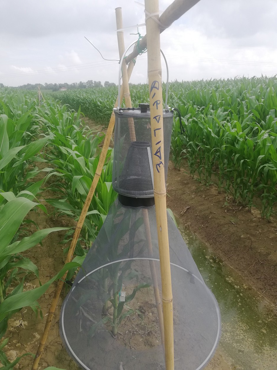 Installation and monitoring of pheromone traps