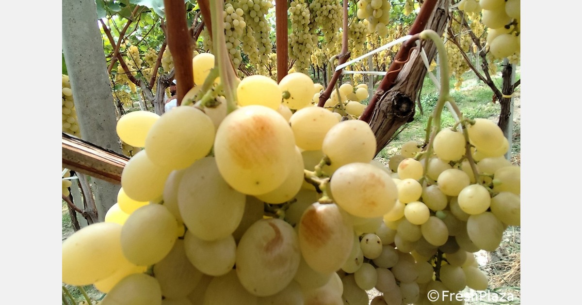 Have low yields been a problem for table grapes in Italy?