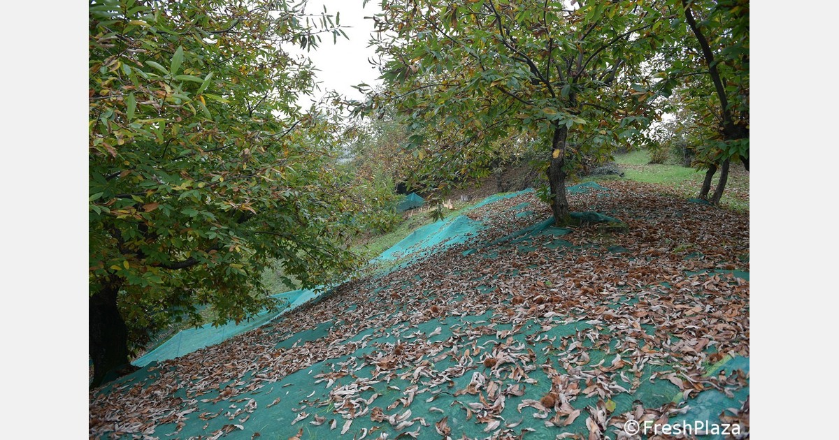 Chestnuts harvested with nets: more efficiency in the field