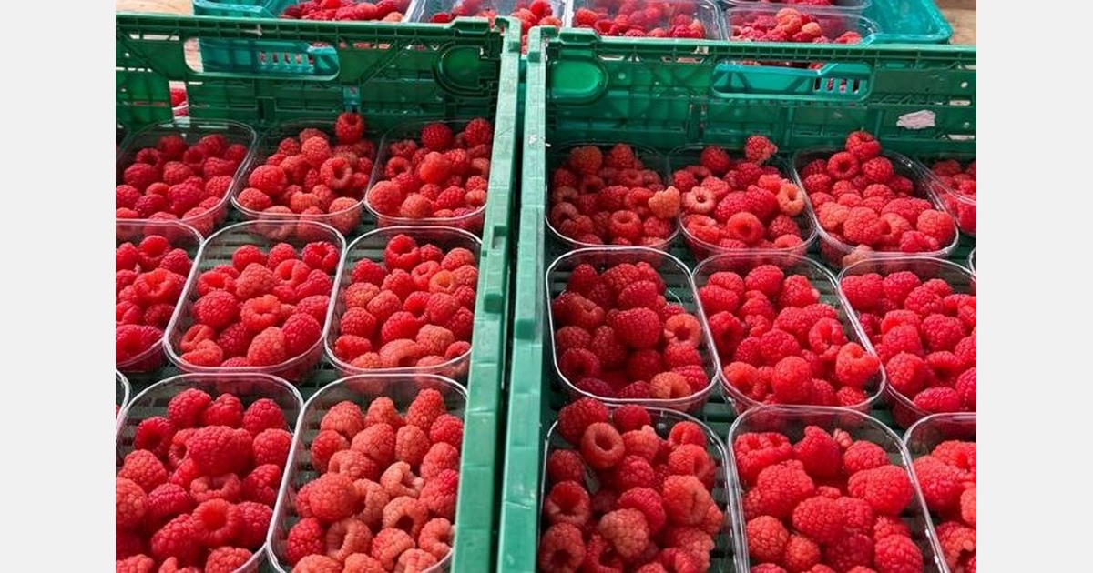 A raspberry variety now found all over the world