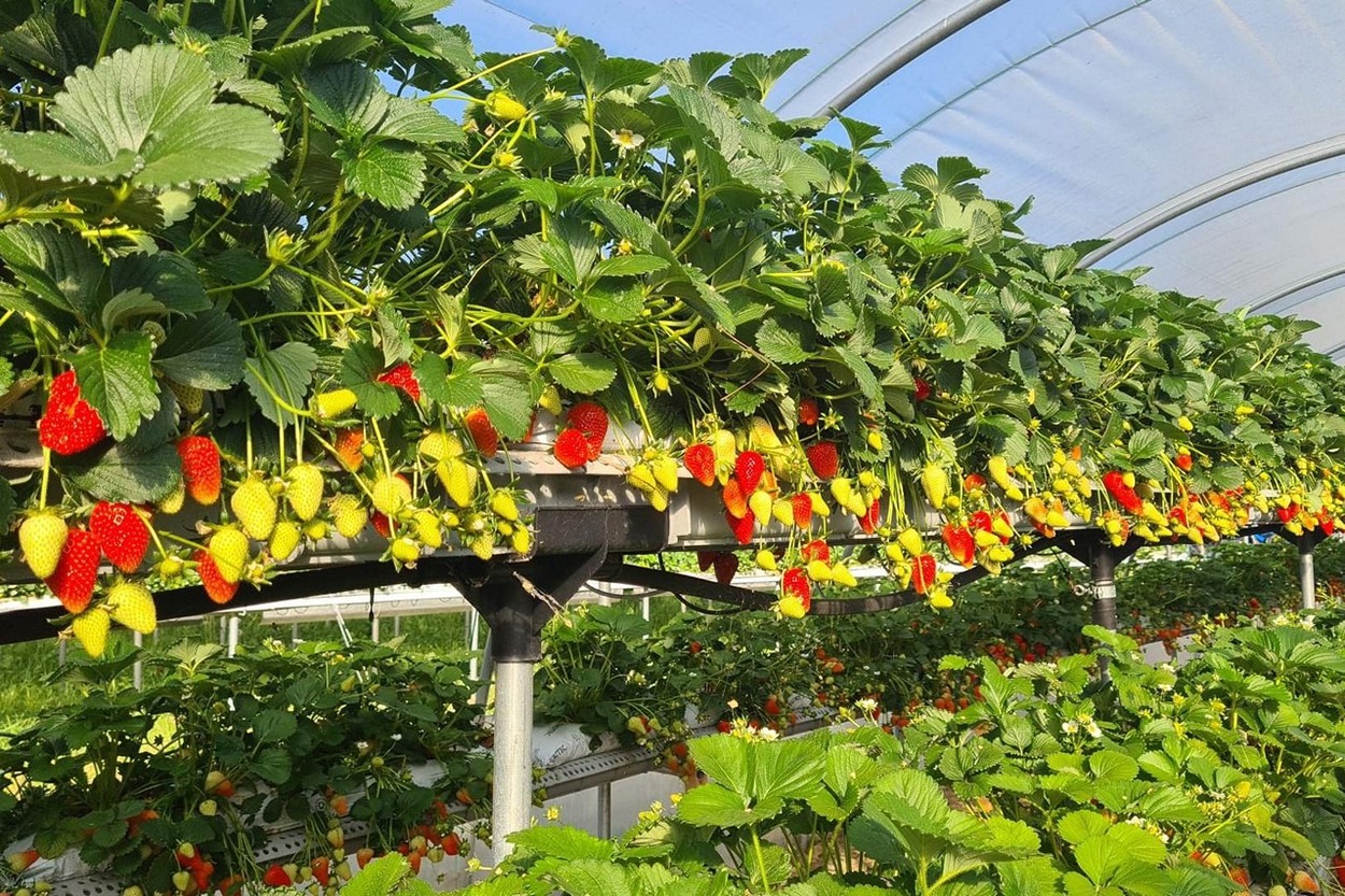 "A real solution to the challenges of modern strawberry farming"