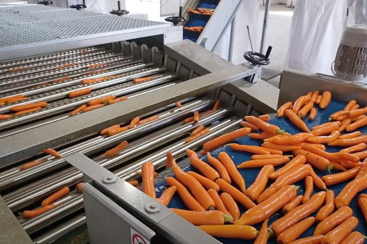 A carrot processing plant with a capacity of 10 tons per hour