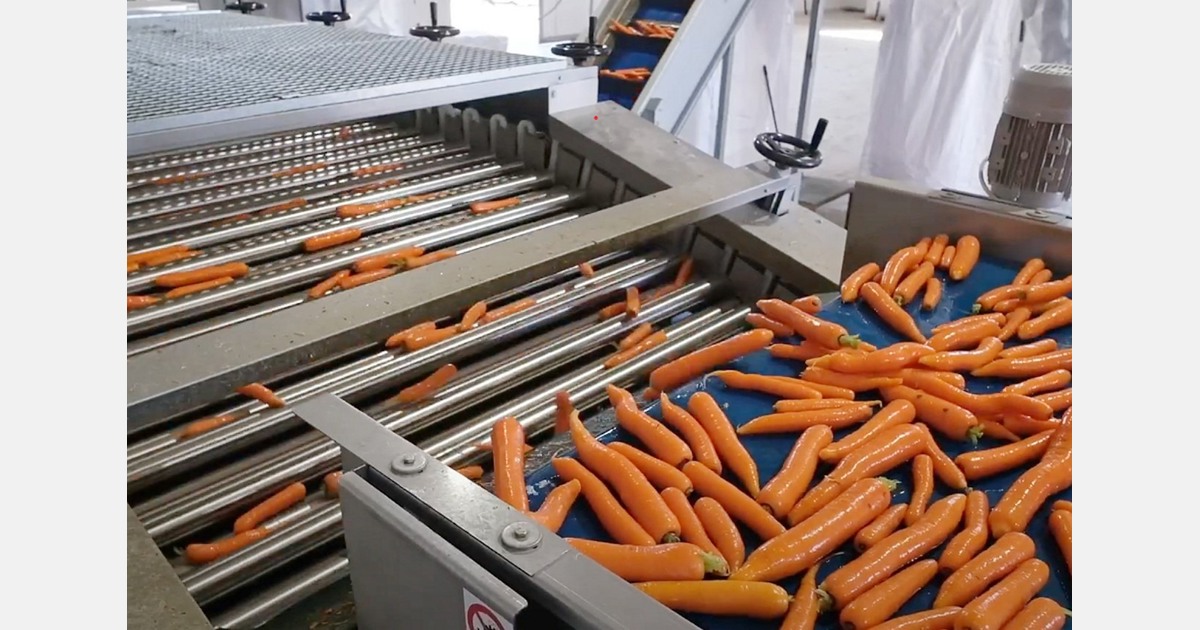 A carrot processing plant with a capacity of 10 tons per hour