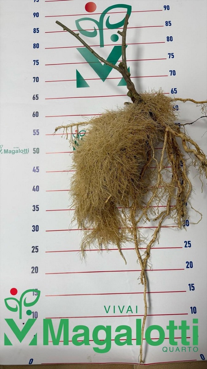 The new Roki rootstock will be the novelty for kiwi plants