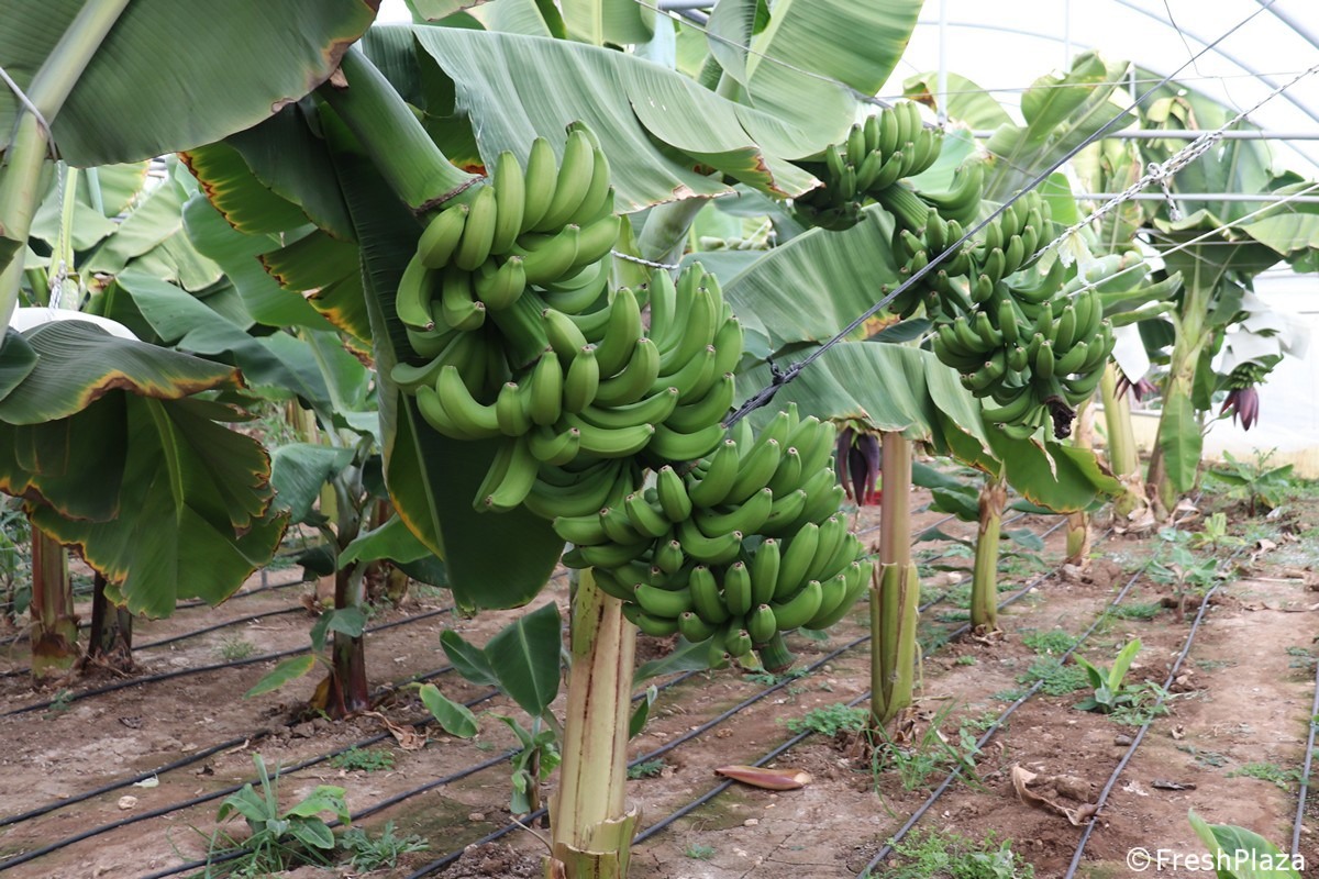Bananas grow in Sicilian greenhouses