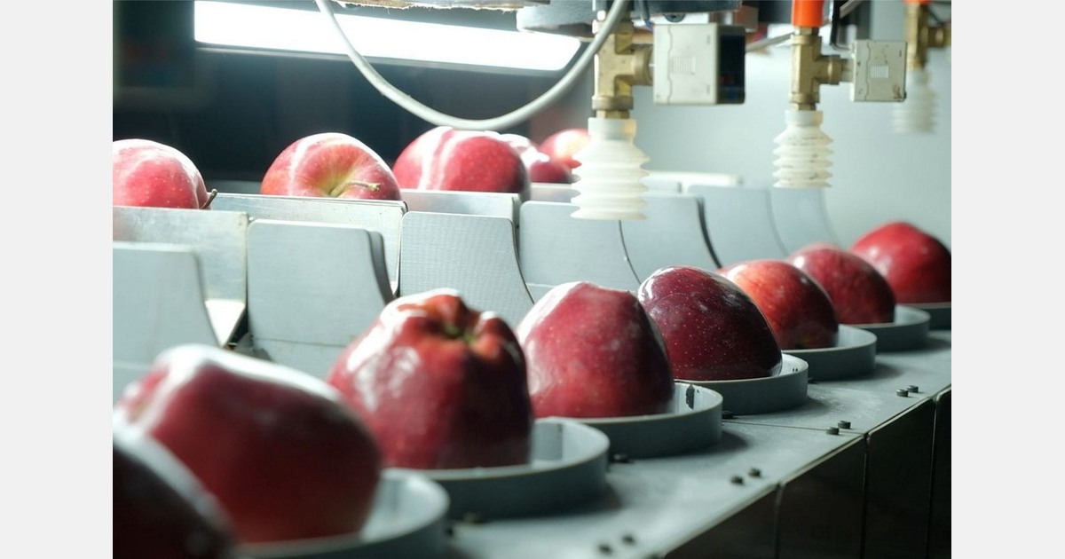 New and pre-owned produce grading equipment for farms around the world