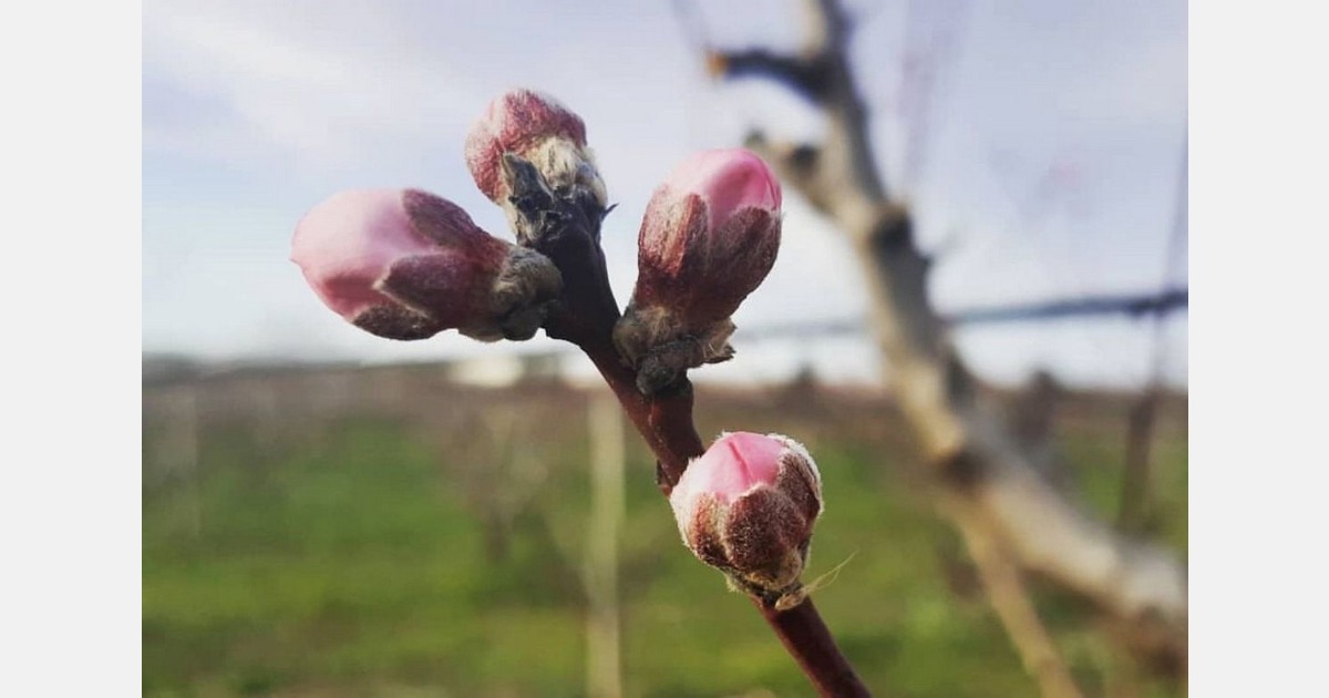 Improving plant vigor in stone fruit and increasing yields in cucurbits