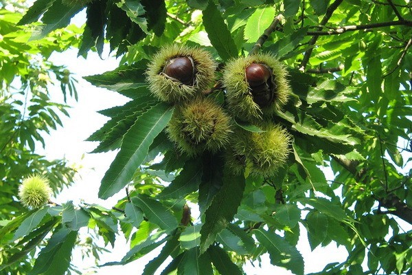 Castanea Expo 2025 to spotlight future of Italian chestnut production
