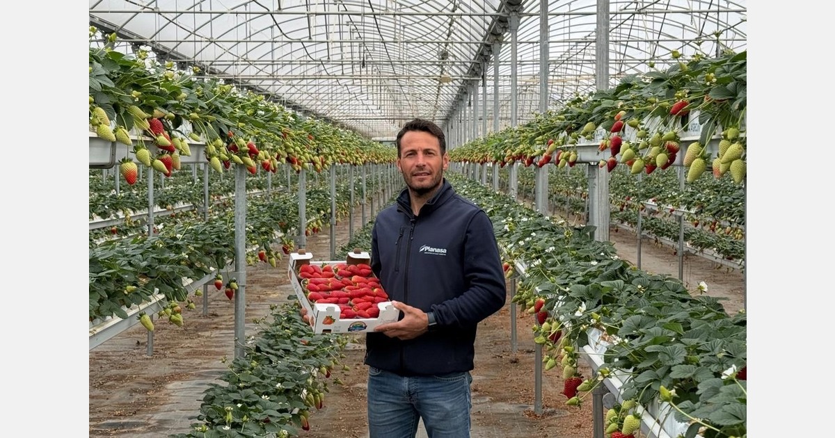 Calabrian farmer grows table top strawberries at three different heights