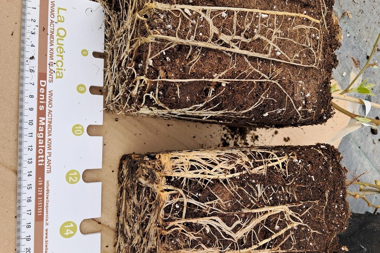 Spice24: New patented kiwi rootstock