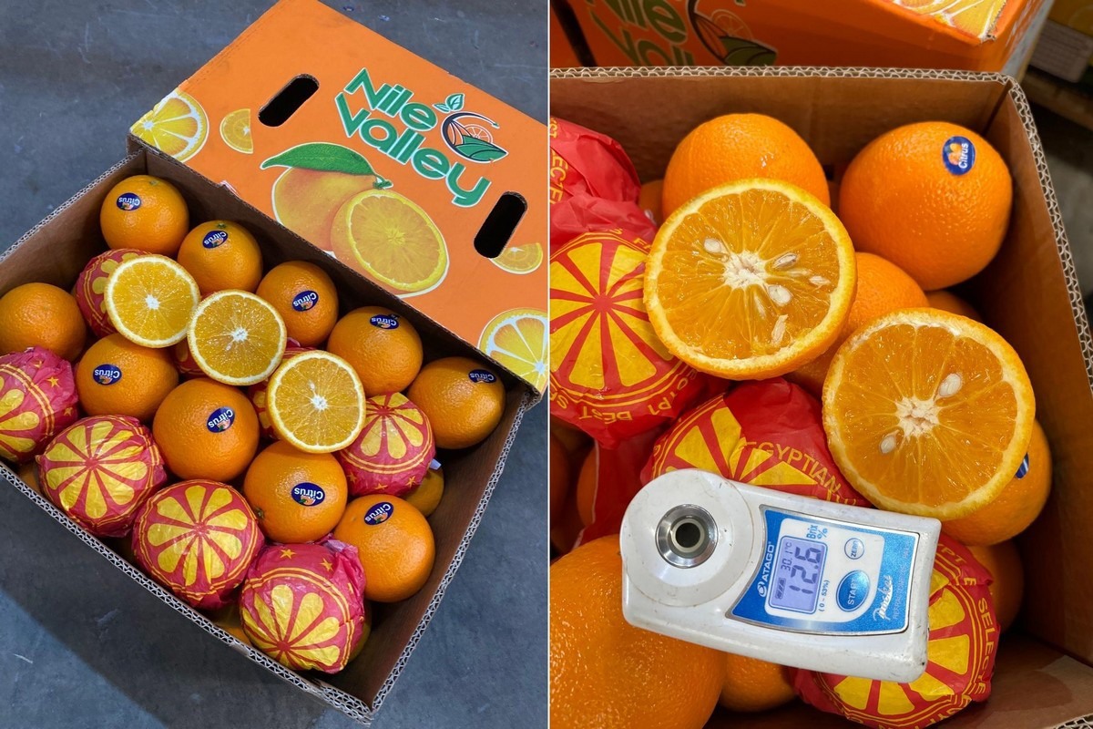 "Egyptian Valencia oranges to reach Italy by the end of next week"