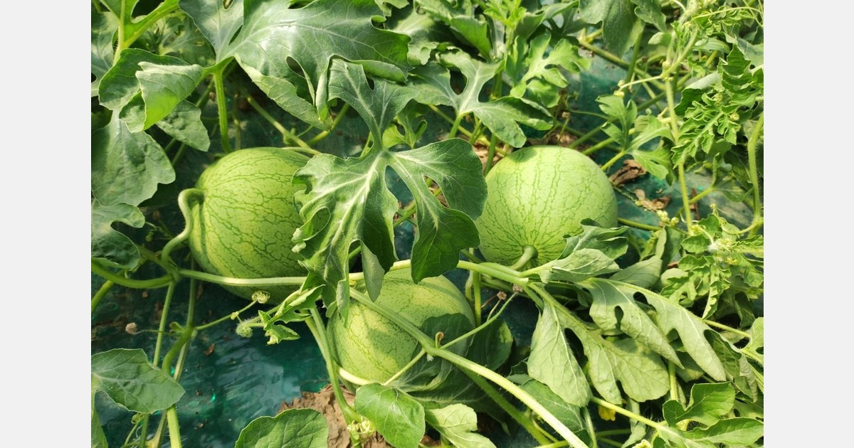 The first Sardinian watermelons starting from the beginning of May
