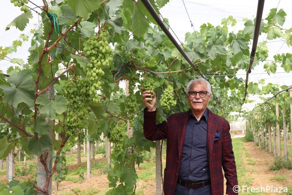 Seedless grapes? Better if super early and Italian