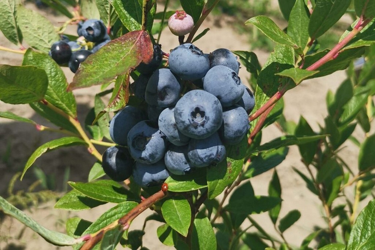 New varieties grown in the blueberry sector
