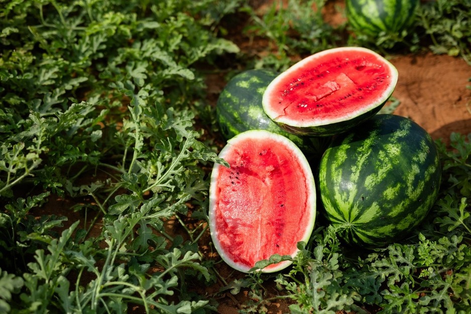 Italian mini watermelons are seeing a good market response