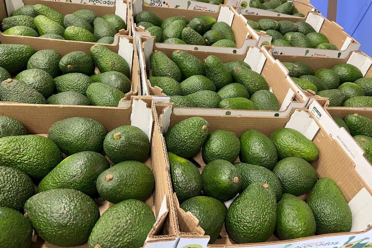 Hass market slumps under pressure from Peruvian volumes