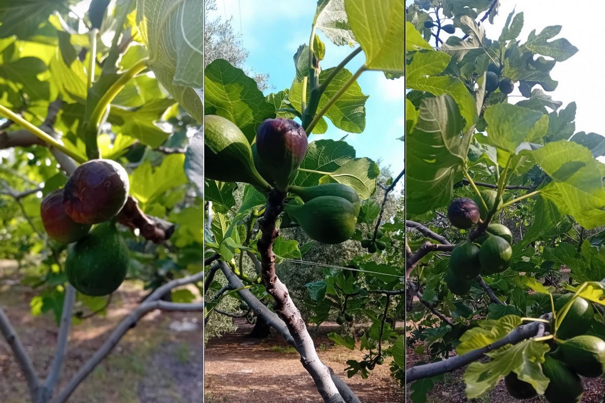 The 2025 Apulia early fig season has begun, and it is under strain