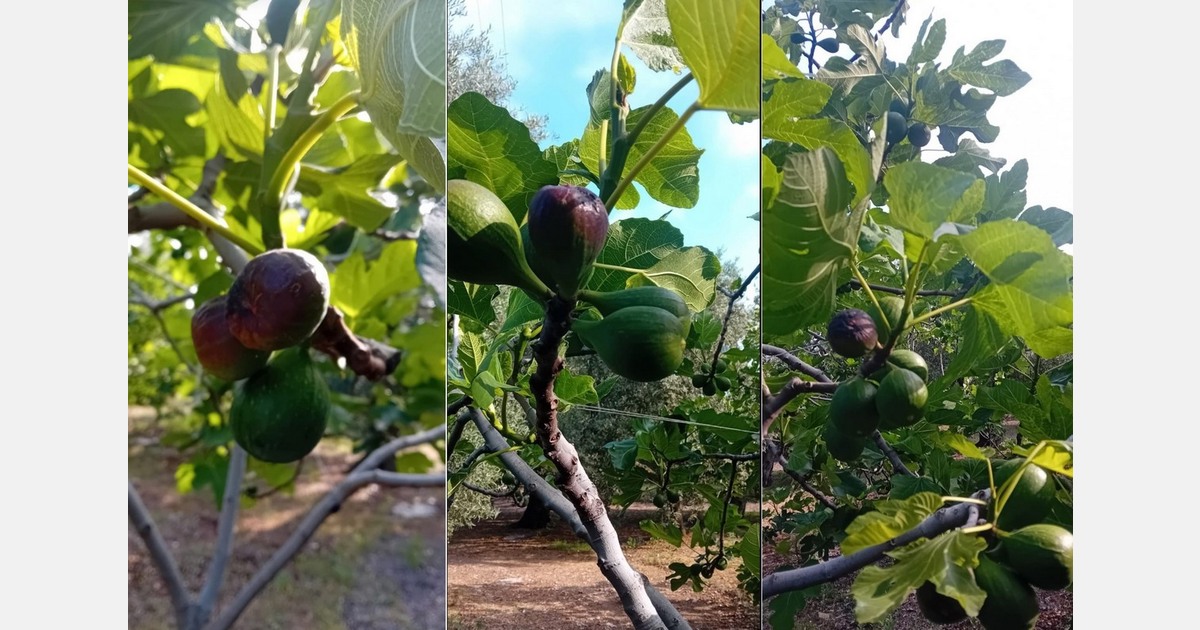 The 2025 Apulia early fig season has begun, and it is under strain