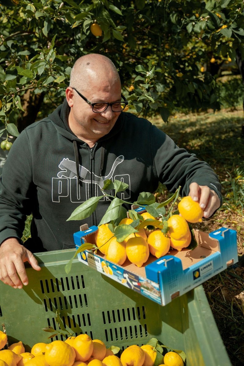 Calabria's lemon consortium ends the year with record results