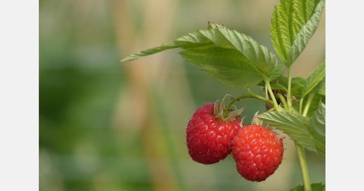 "Raspberries, blackberries, and blueberries grown at high altitudes to ...