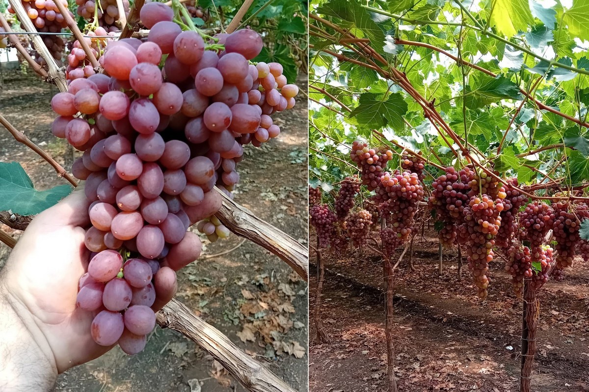 Apulia begins harvesting its first table grapes: Star Light