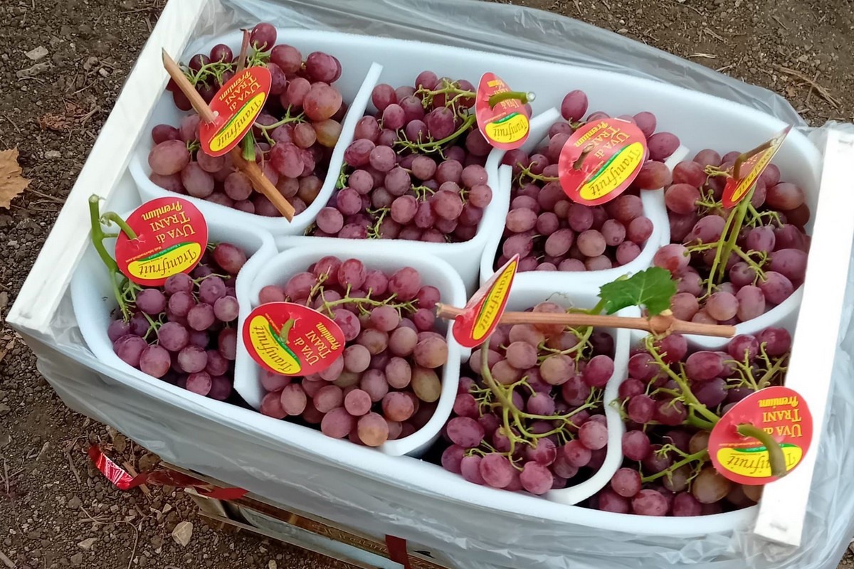 Apulia begins harvesting its first table grapes: Star Light
