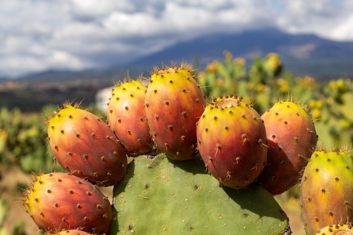 FreshPlaza: Global Fresh Produce and Banana News