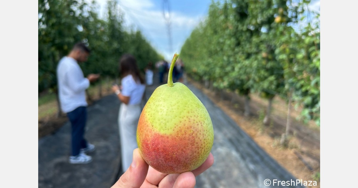 A varietal innovation for the future of Italian pears
