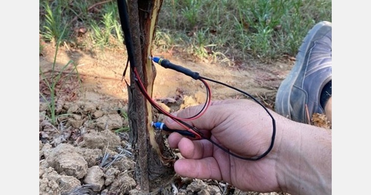The use of sensors in orchards and vineyards has led to water savings ...