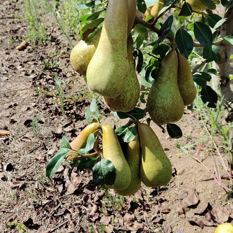 Examples of the expansion of Italian pear cultivation into southern regions