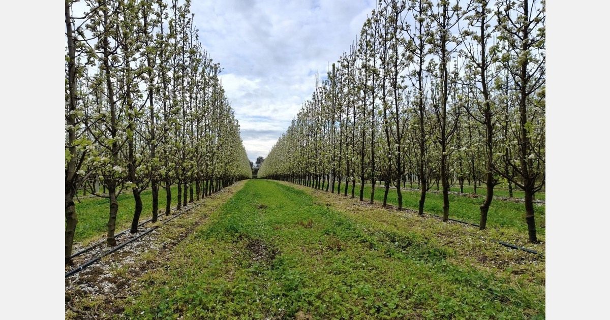 Examples of the expansion of Italian pear cultivation into southern regions