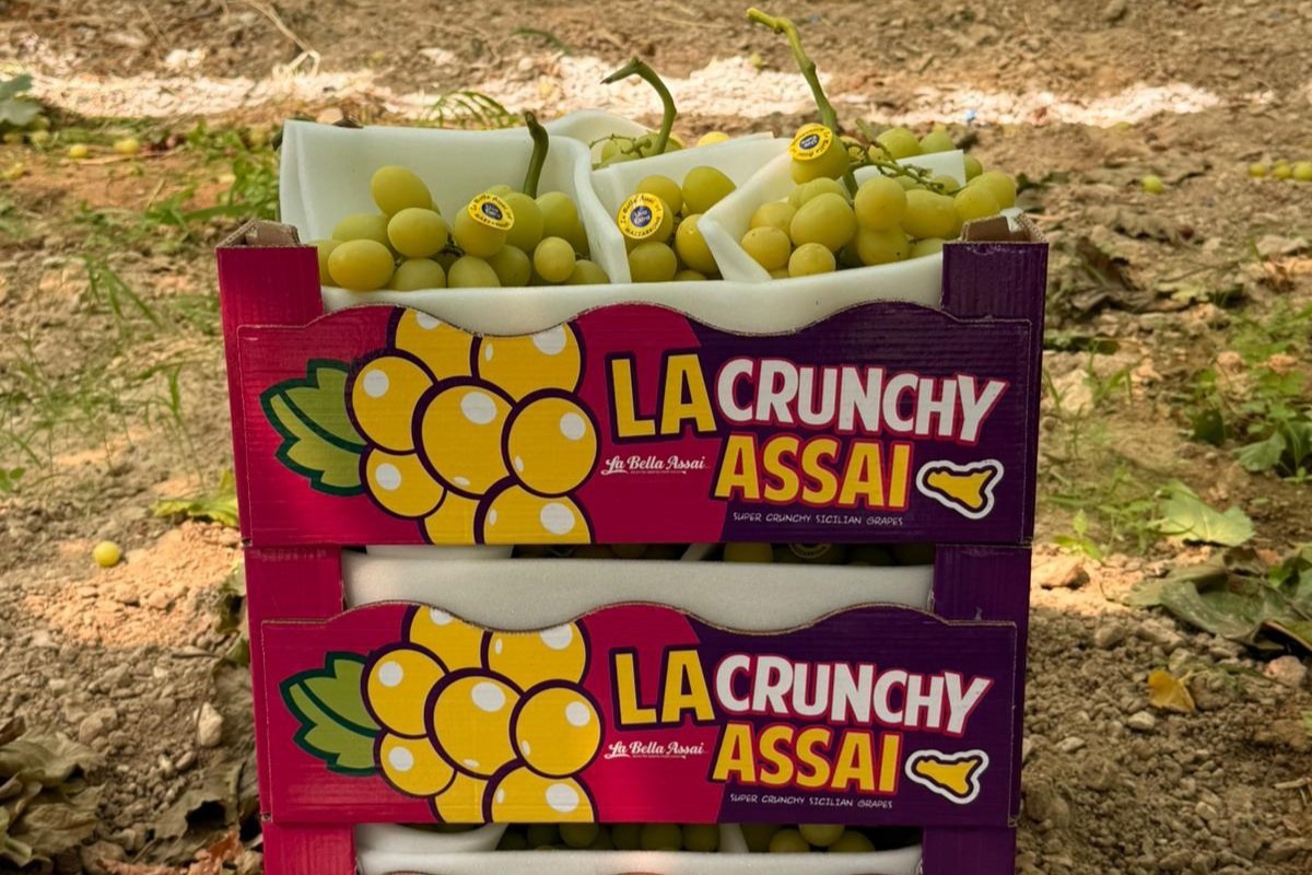 Premium grape quality and new packaging ideas to stand out on the market