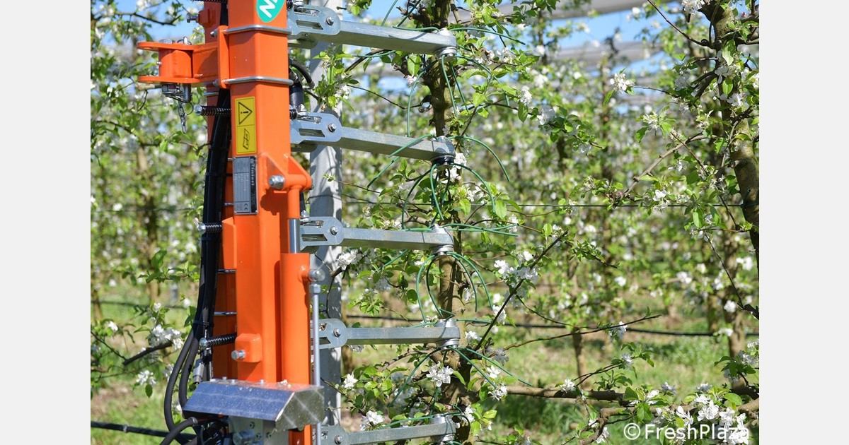 Reducing thinning costs with a flower thinning machine