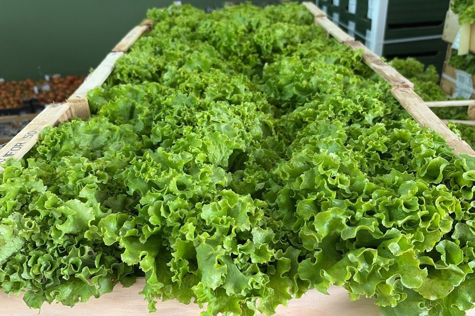 "Winter horticulture rebounds, with tomatoes recovering and artichokes surging"