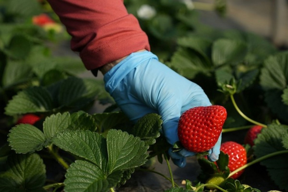 Encouraging results in cultivation areas and high-end sales for the strawberry market