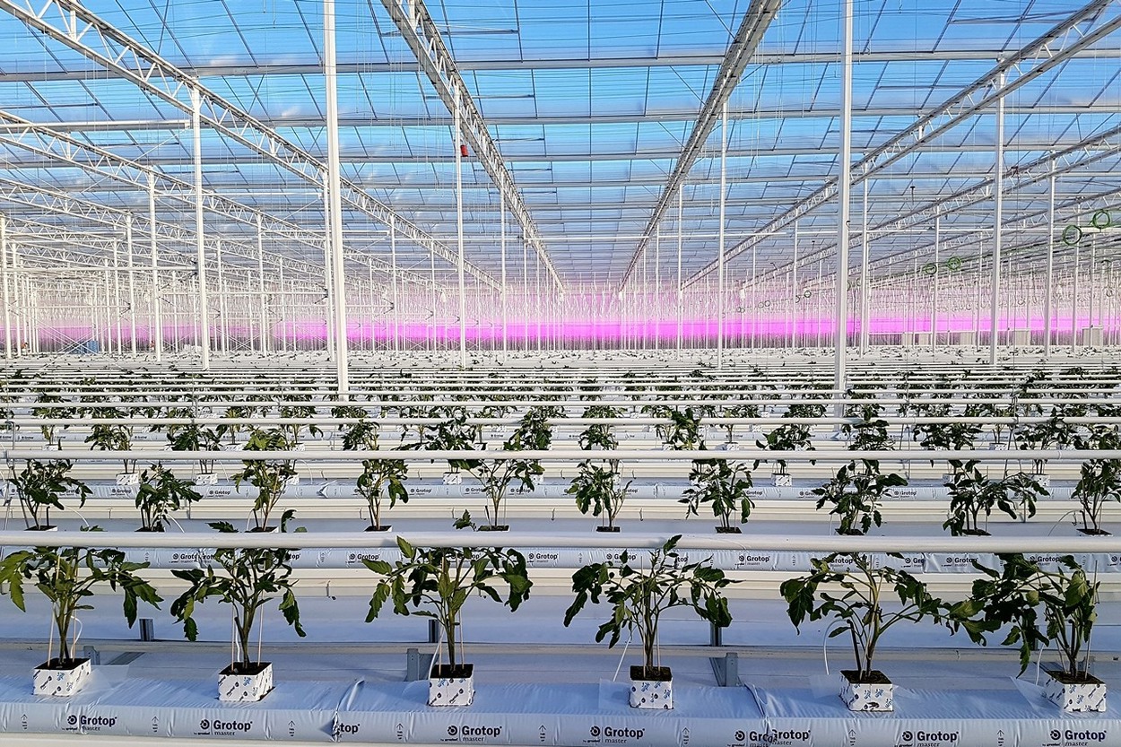 Strong increase in tomato sales outside of Italy