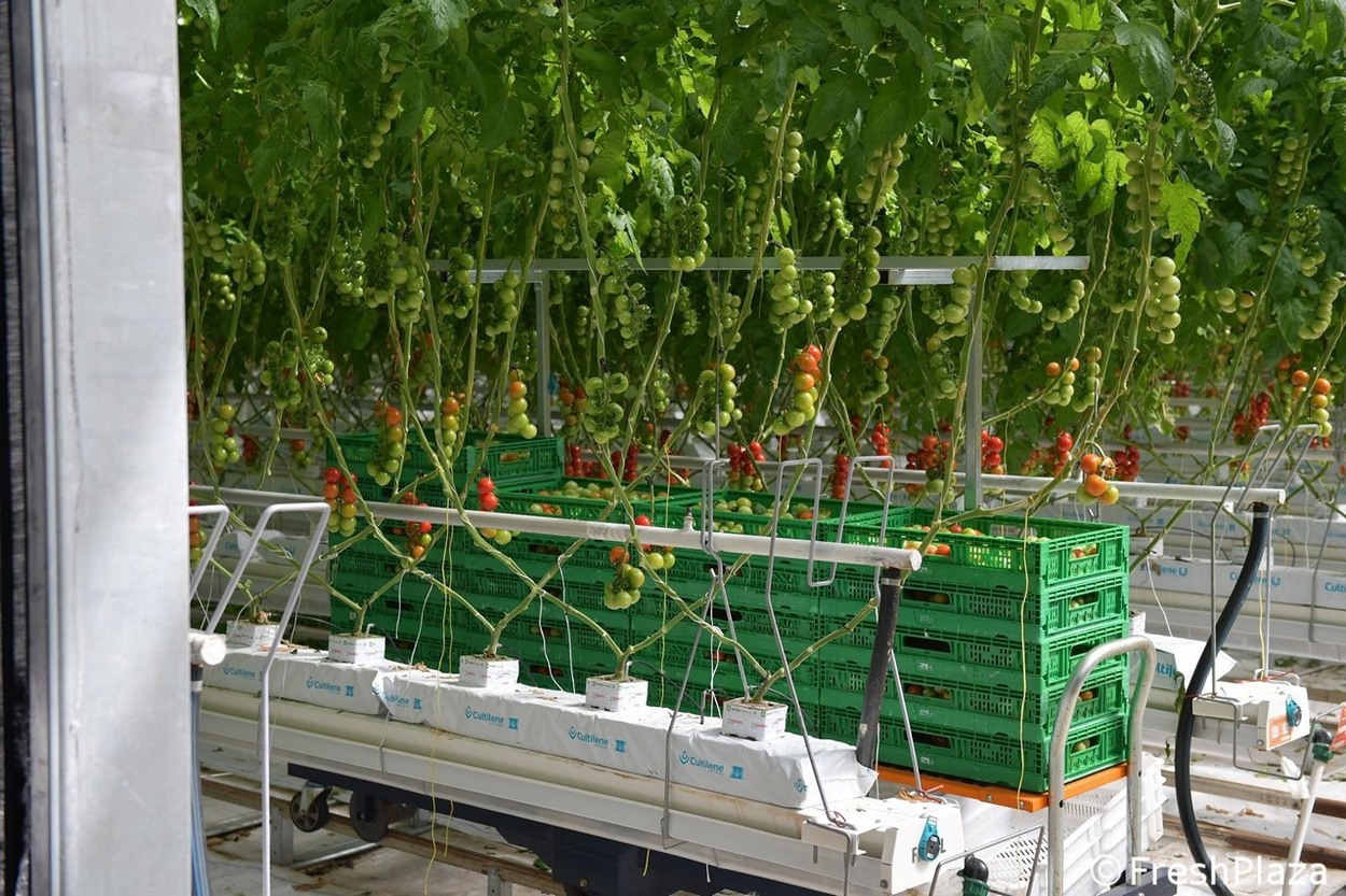 Strong increase in tomato sales outside of Italy