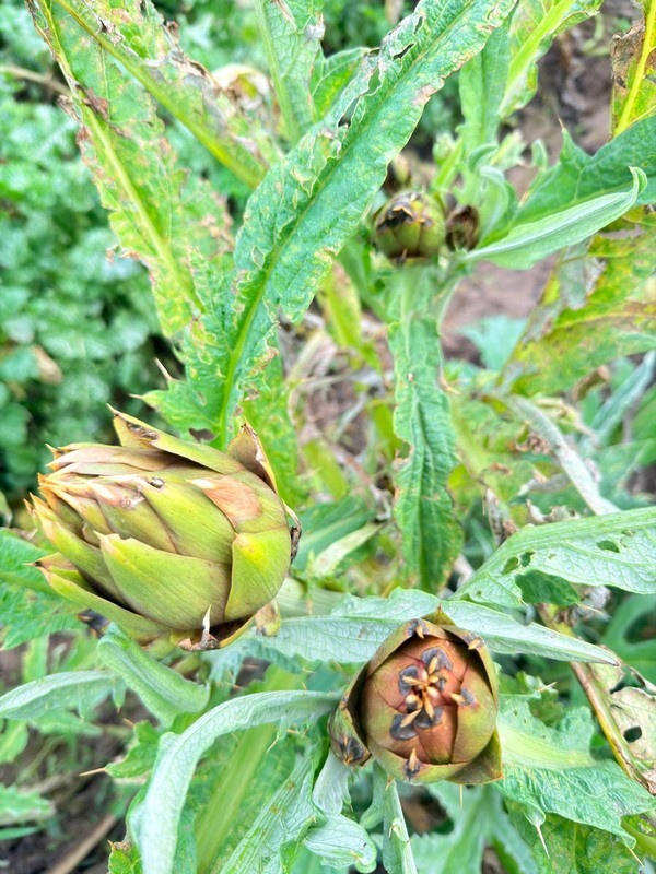 Artichoke campaign compromised by bad weather and out-of-control ...