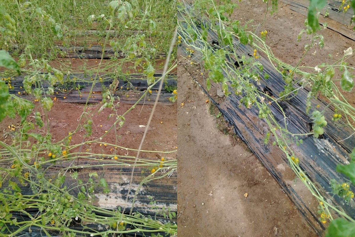 Bad weather, plant diseases, and production gaps disrupt Sardinian ...