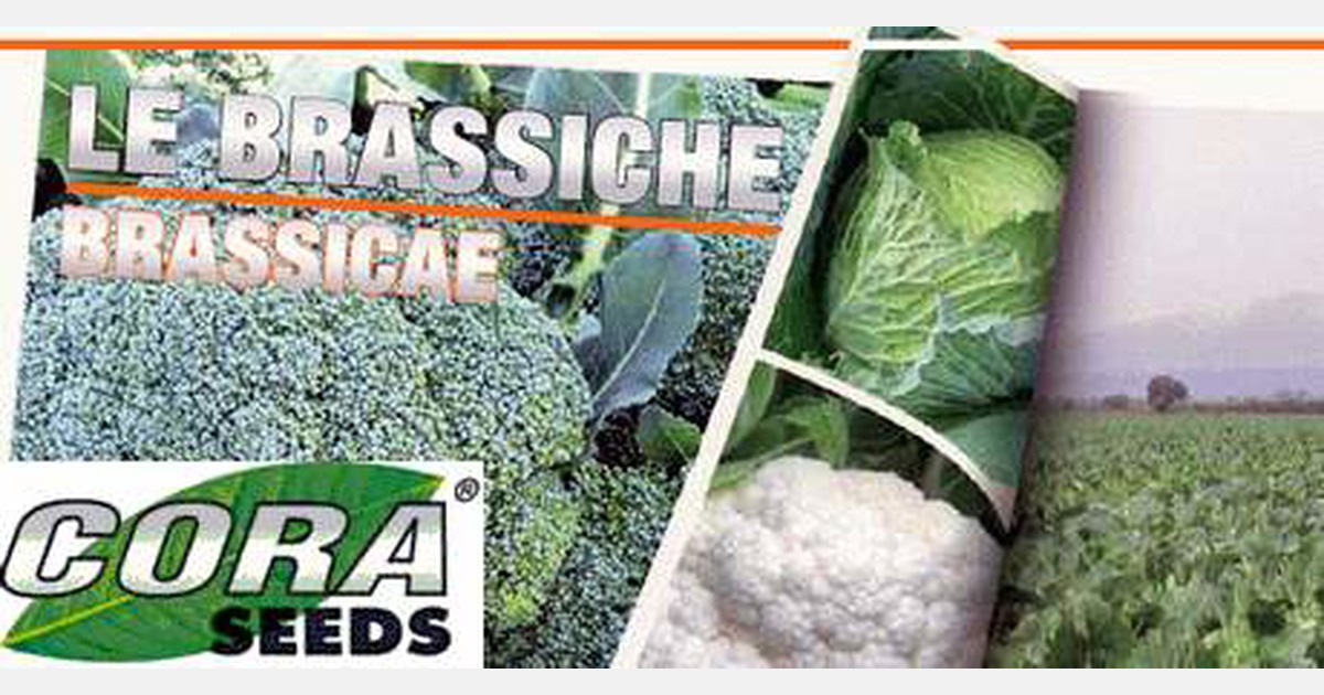 Cora Seeds presents its Brassica variety assortment