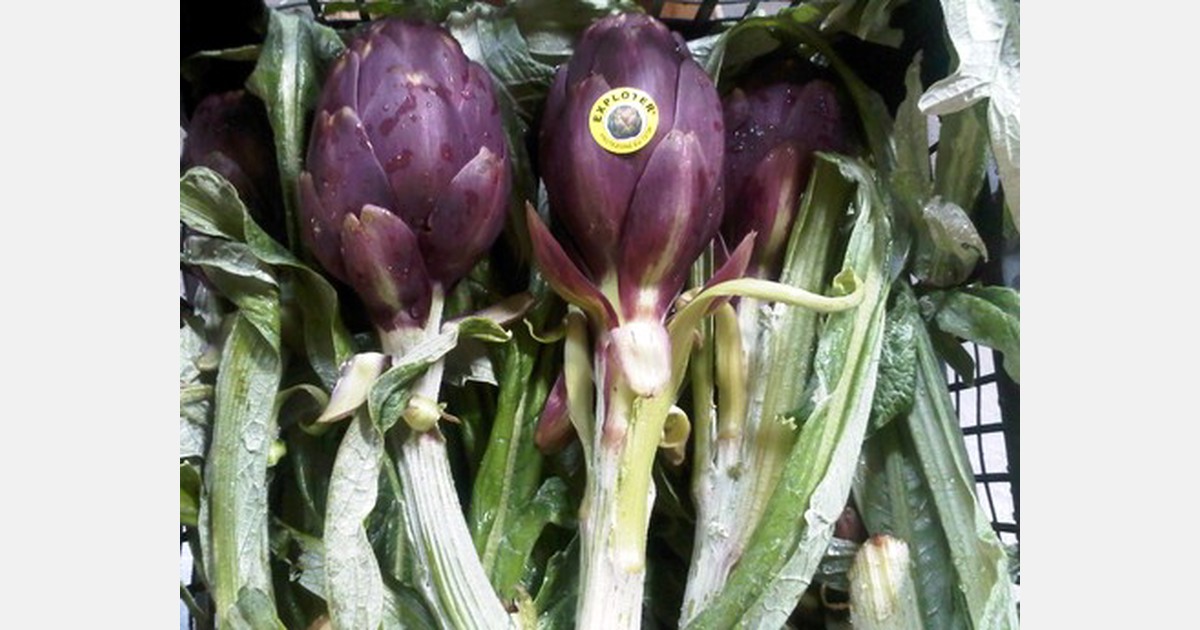 Italy: Vitroplant's Exploter and Apollo varieties are the flagships of ...