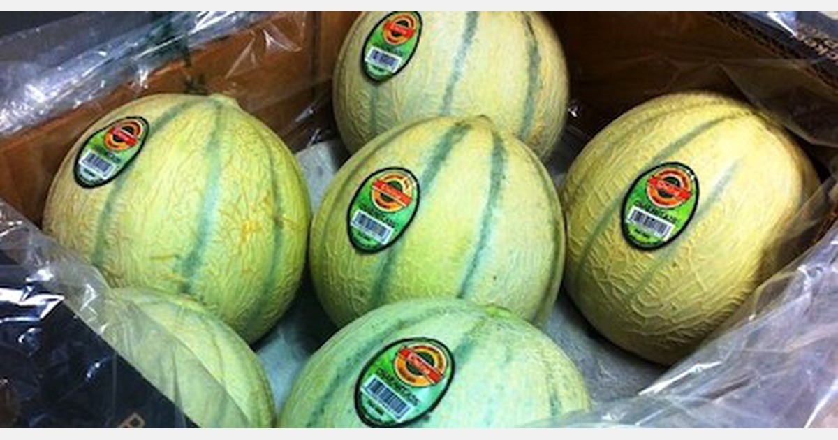 Italy: Supply of import melons integrates Italian supply