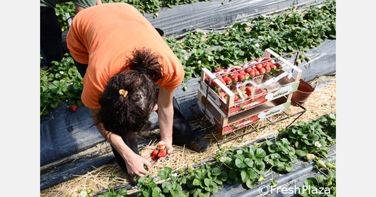 Italy: Photo report on Candonga strawberries' harvest