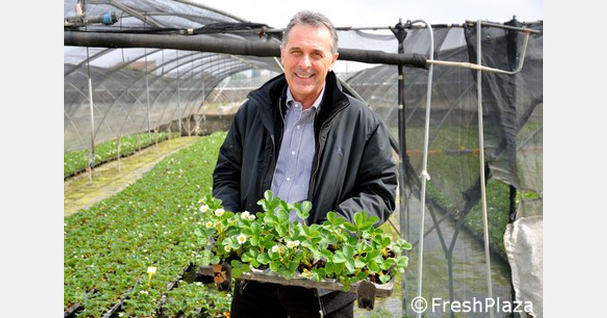 Italy: Strawberries are the flagship of Vivai Mazzoni