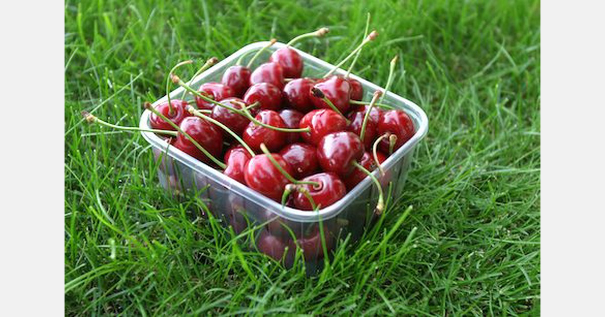 Italy: Worst ever start to a cherry campaign