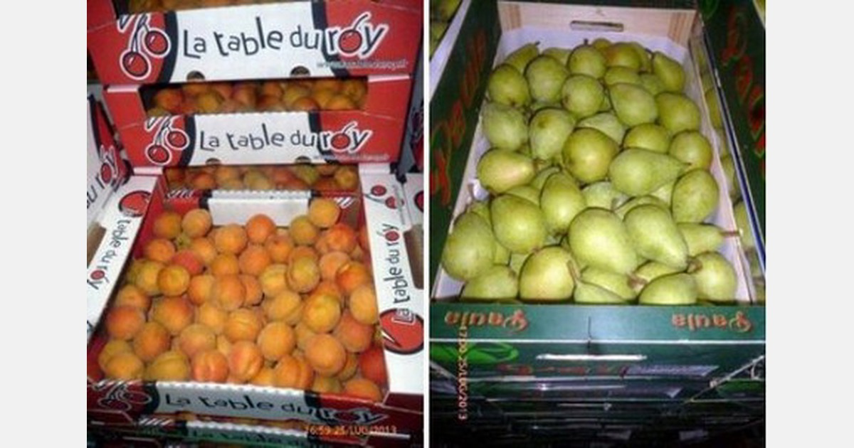 Europe: French apricot and Spanish Ercolini pear season started