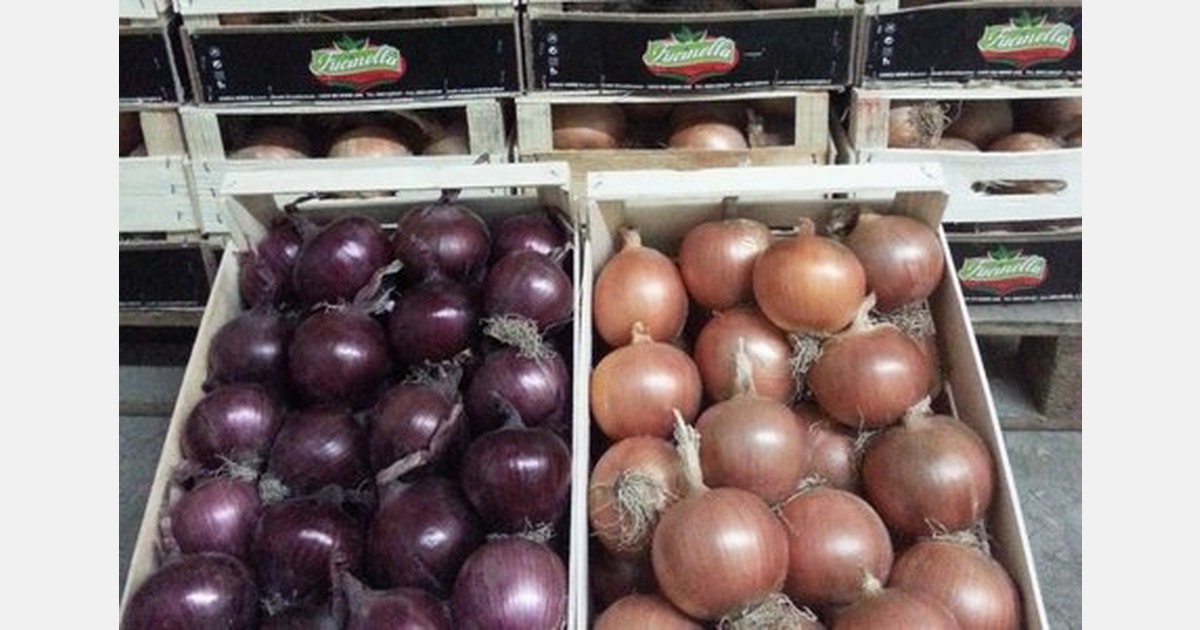Italy: Good results for Bejo onions in Fucino area