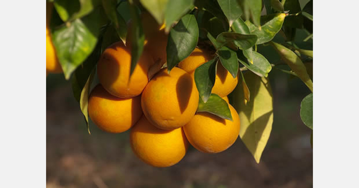 Global citrus production on the rise