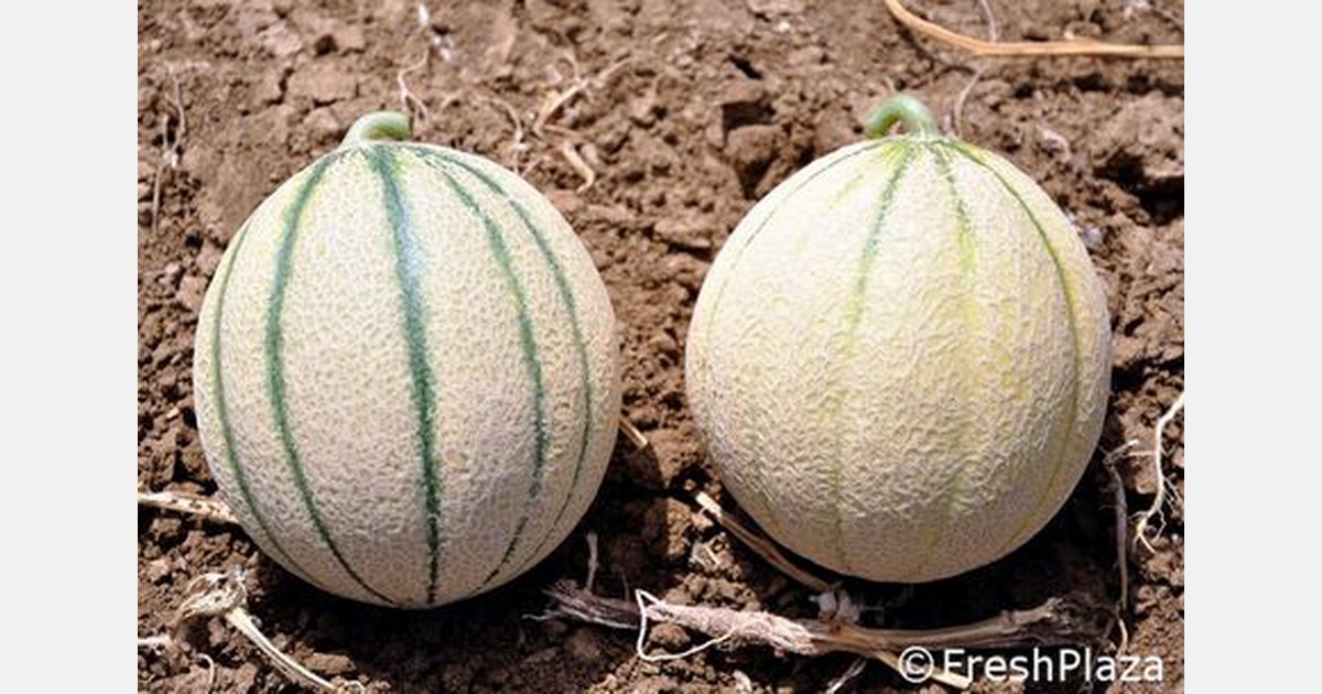 Italy: Melons becoming increasingly important