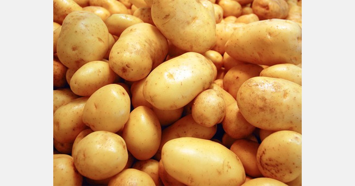 200 tonnes of new Norwegian potatoes on the market
